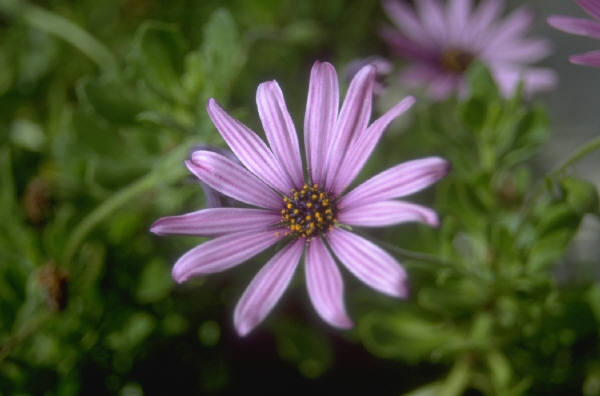 Ostara…It’s Not Just for the Kiddies Anymore! – Llewellyn Unbound